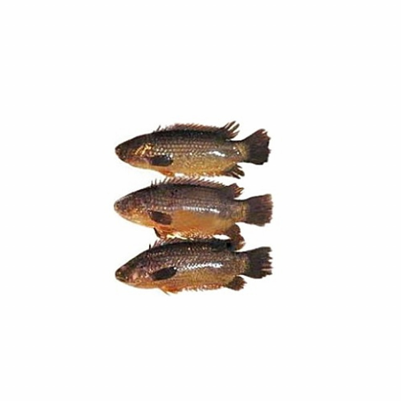 A.R.B. International Co., Ltd. / Appayon Halal Food